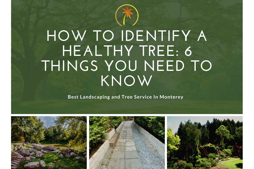 How to Identify a Healthy Tree | 6 Things You Need to Know | Pacific ...