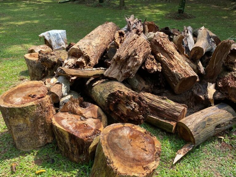 Tree Removal 101: What Do Tree Services Do With the Wood?